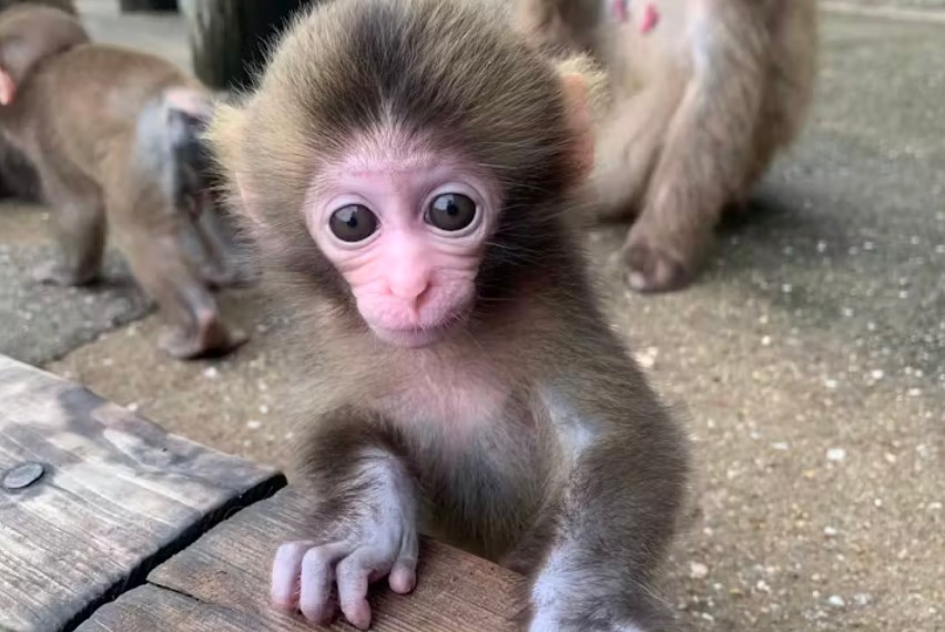 Study shows how disabled monkeys survive by compensating for their ...