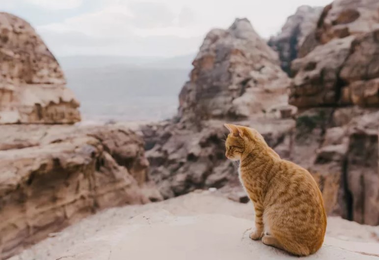 Disabled cat wanders off up a canyon in viral TikTok video