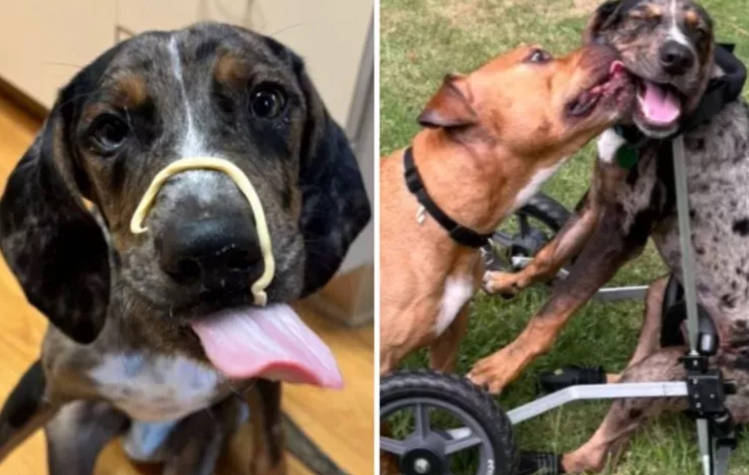 Disabled dog is saved from being put to sleep