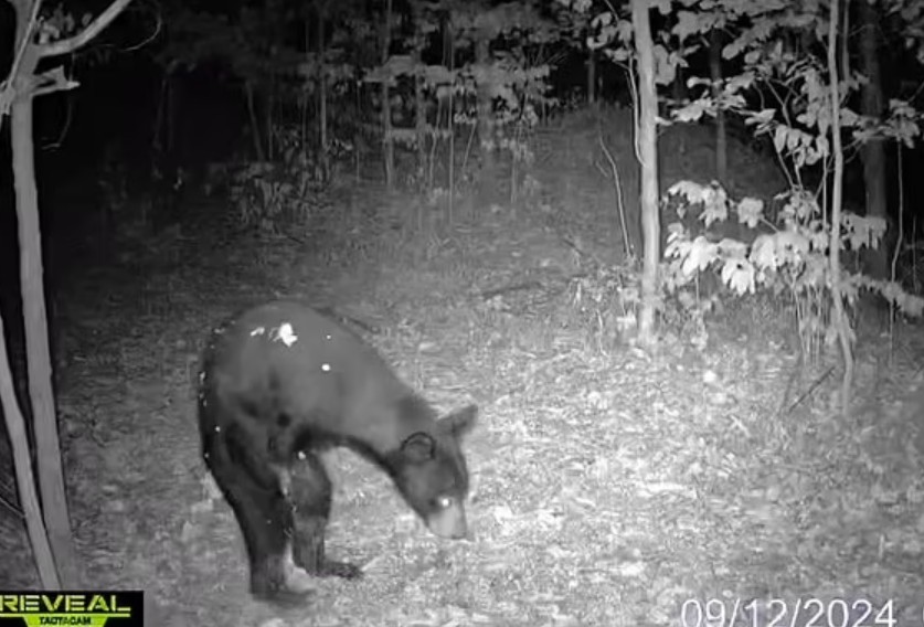 Hunter finds disabled bear roaming North America Mountains