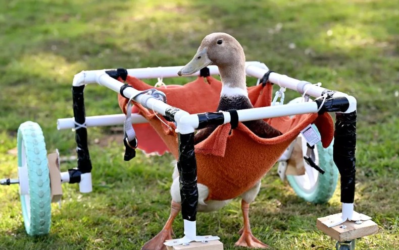 Duck becomes disabled after having awkward sex