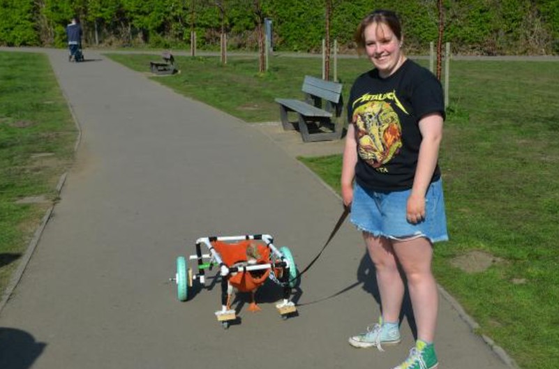 Duck becomes disabled after having awkward sex